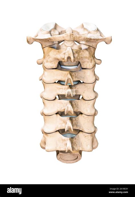 Cervical Vertebrae Anatomy Unlabeled