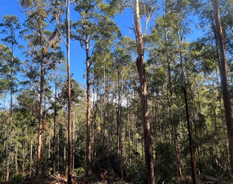 Researchers Investigate Retained Trees Impacted By Forestry Operations