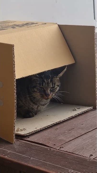 박스는 못 참지 Youtube