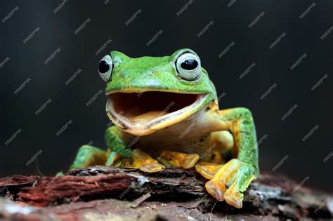 Tree Frog Mouth