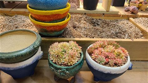 2342묵어지는 모습보면 두개 이상 키우시는 메비나금~다육식물 다육이 Youtube