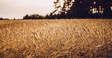 The Feast Of Pentecost And Its Meaning For All Mankind United Church Of God