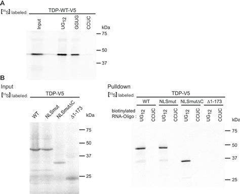 The C Terminal Deletion Mutant Of Tdp 43 Still Binds To Ug 12 Rna A Download Scientific
