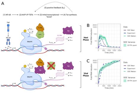 Mathematical Model Of The Host And Viral Phases Of The Hiv 1
