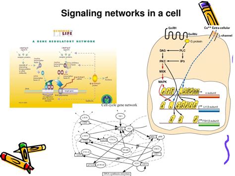 Ppt Transcription Factor Binding Sites And Gene Regulatory Network Powerpoint Presentation
