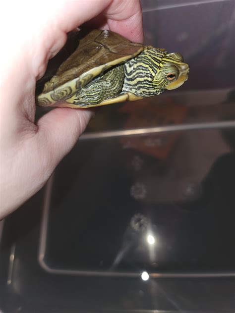 Map Or False Map R Turtle