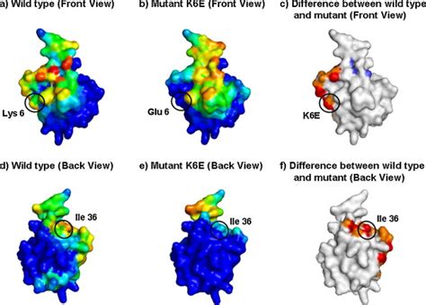 Difference Between Wild Type And Mutant Type2