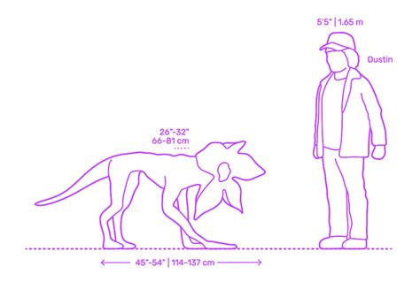 Demodog Dimensions And Drawings