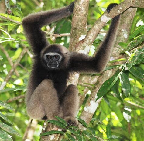 Taxonomy — Gibbon Ssp