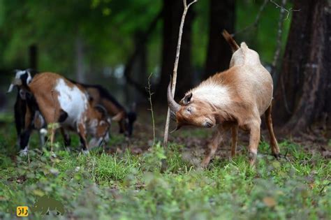 بز چوه؛ بز برزیلی مشهوری که در سن پایین به بلوغ جنسی می‌رسد و به