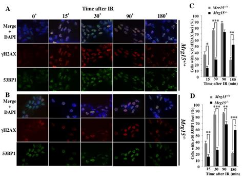 Loss Of The Chromatin Regulator Mrg15 Limits Neural Stemprogenitor