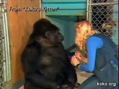 Koko The Gorilla Cries Over The Loss Of A Kitten The Mother Of All Nerds
