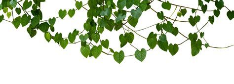 Love Foliage For Border Isolated PNG