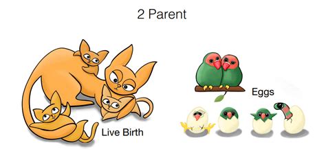 Reproduction In Animals Reproduction