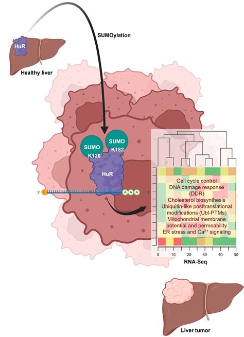 A New Horizon In Oncology Sumoylation And Its Determining Role In The