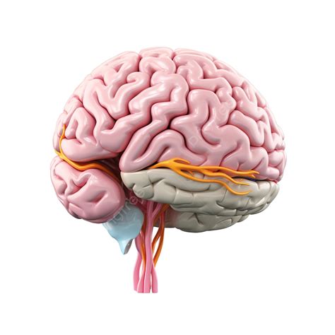 Human Brain Anatomy
