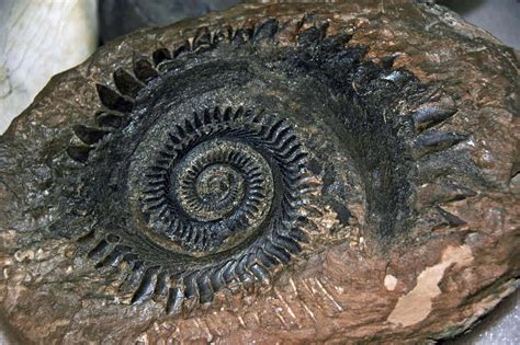 Helicoprion Animal Facts Helicoprion A Z Animals