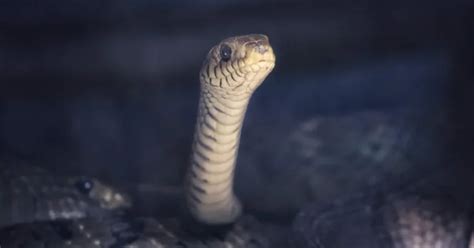 15 Game Ai And Machine Learning Tutorials You Cant Miss In 2026 🎮🤖