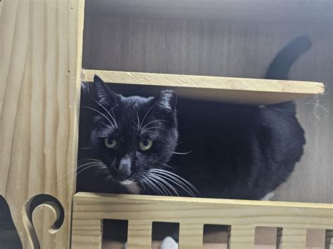 코리안숏헤어깜실 고양이책임분양 강아지분양 고양이분양 컴투펫 시츄 셔틀랜드쉽독 말티푸 미니핀 치와와 요크셔테리어 포메라니안 말티즈 분양