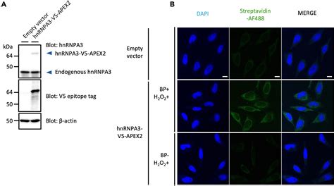 Cell Press Star Protocols