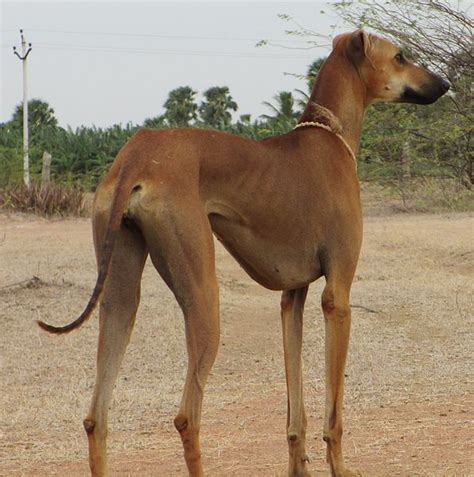 Kanni Dog