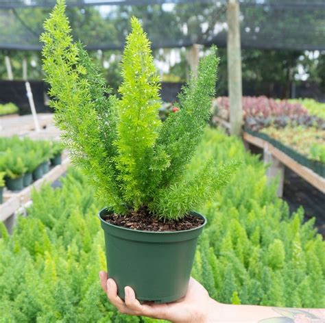 Foxtail Fern Bouquet