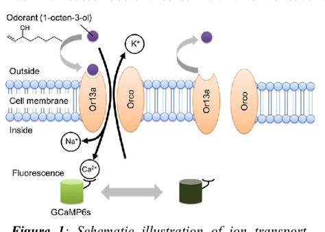 Figure 2 From A High Density Integrated Odorant Sensor Array System Based On Insect Cells