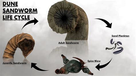 Origins Biology And Life Cycle Of Dune Sandworms Youtube