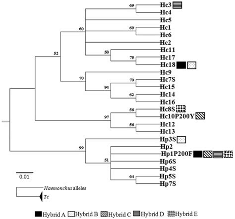 The Genealogical World Of Phylogenetic Networks Using Networks Not Trees To Display Hybrids