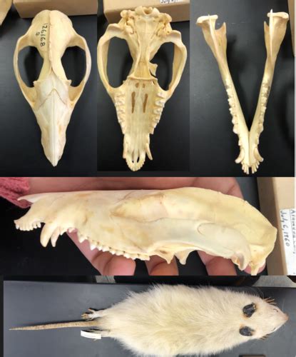 Lab 1 Mammals Flashcards Quizlet