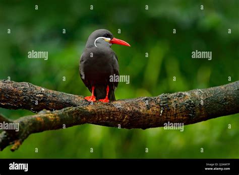 Black Inca Tern Red Bill Peru Inca Tern Larosterna Inca Bird On The Tree Branch Tern From