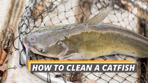 How To Clean A Catfish Fast And Fool Proof Fished That