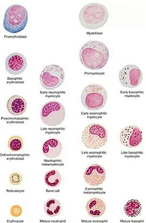 Frequency Rate Of Abnormal Morphologic Shapes Of The Erythrocytes Upon