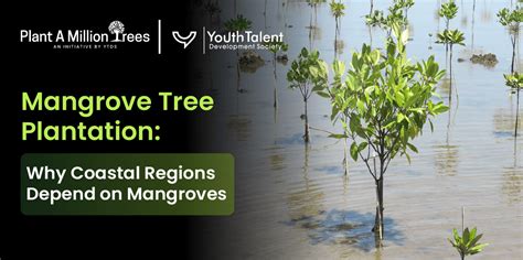 Afforestation Vs Reforestation Key Differences Benefits And Examples