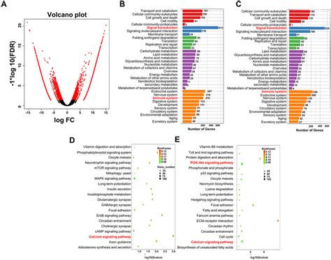Transcriptome Analysisa Gene Differential Expression Volcano Plot B