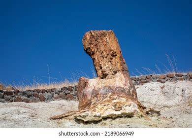 27 275 Fossilized Tree Images Stock Photos Vectors Shutterstock
