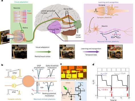 Artificial Neuron Merges Dram With Mos₂ Circuits To Better Emulate