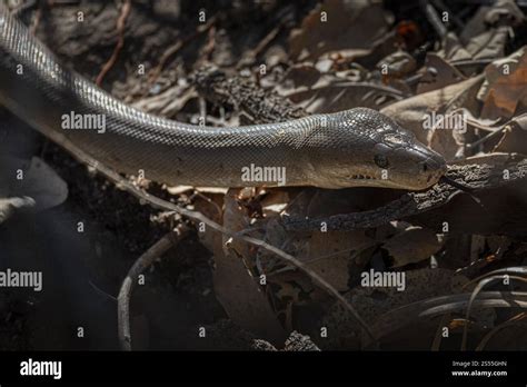 Olive Python Liasis Olivaceus Also Known As Olive Coloured Python Olive Python Liasis Olivaceus Also Known As Olive Coloured Python