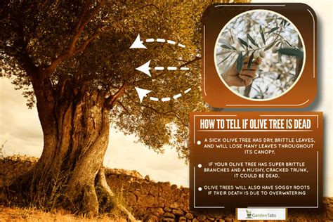 How To Tell If Olive Tree Is Dead And How To Revive It