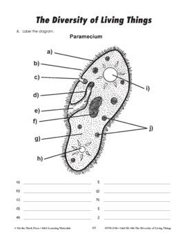 The Kingdom Of Protists Lesson Plan Grades 4 6 By On The Mark Press
