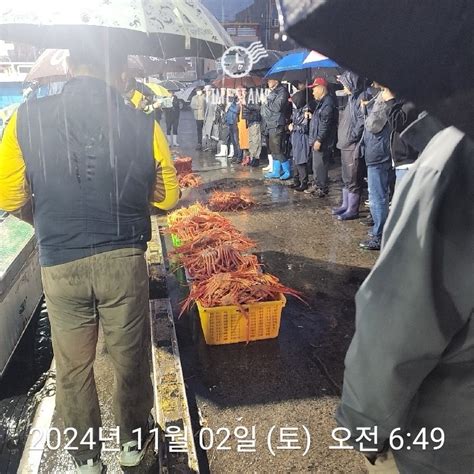 ‼‼게들어왔슈🦀홍게 포장 깜짝할인‼‼ 안녕하세요 게판오분전 입니다🫶 포장 깜짝 할인 들어갑니다🤍 산지에서 입항되자마자 직송으 대전홍게 게판오분전 Band