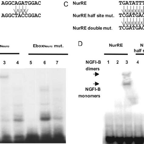 Loss Of Dna Binding Ability For Mutant Ebox Neuro And Nurre Download Scientific Diagram