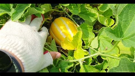 20220720 성주참외사진 1동이천만원영역은 이왕지사농사짓는거 정점을찍으십시오 항상응원합니다 Youtube