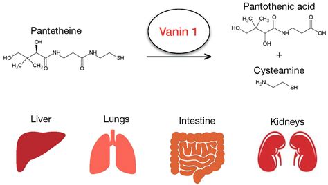 Vanin 1 Its Physiological Function And Role In Diseases