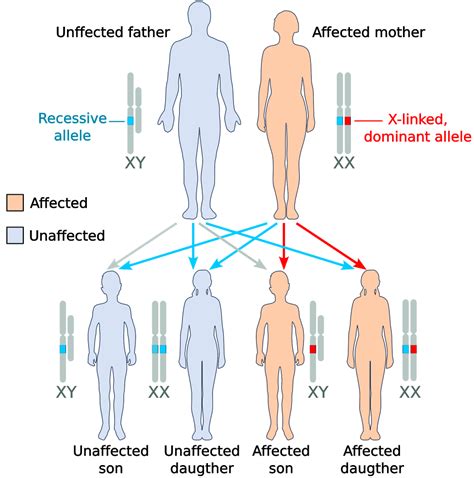 A Level AQA Biology Notes Genetics Populations Evolution Inheritance Revisely