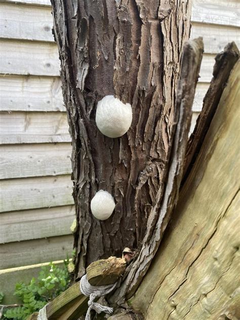 White Fungus Growing On Tree Id Rmycology
