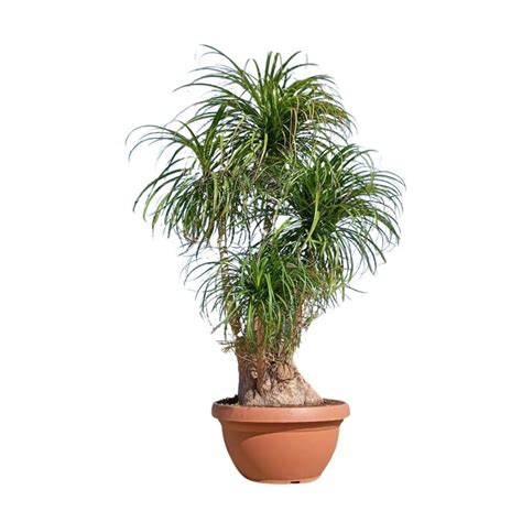 Beaucarnea Recurvata Nolina Recurvata Pata De Elefante Nolina