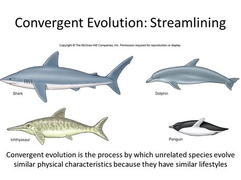 Convergent Evolution Sharks And Dolphins