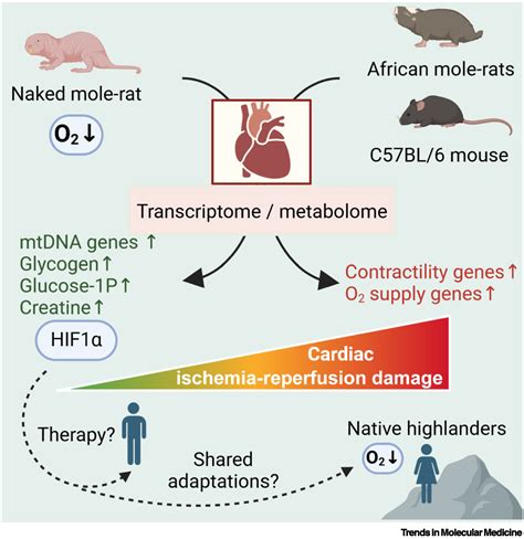 Naked Mole Rats At The Heart Of It Trends In Molecular Medicine