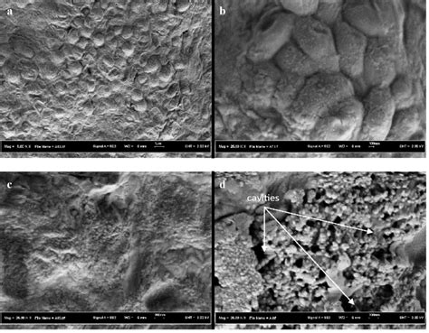 sem microstructure observation on matured granular sludge a coccoid